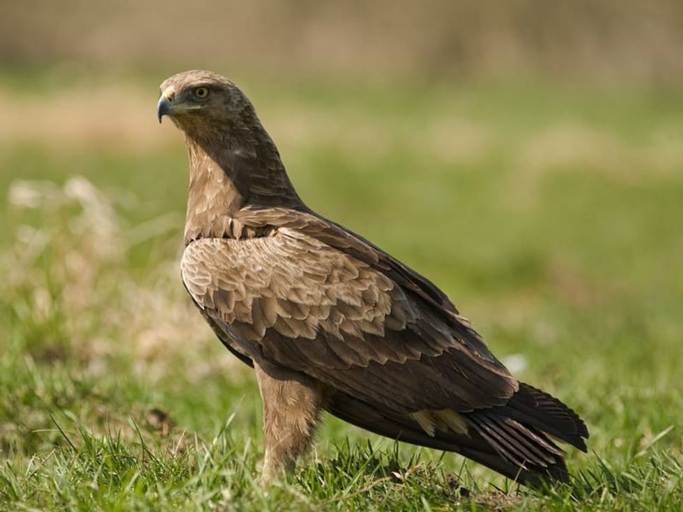 Fun Lesser Spotted Eagle Facts For Kids | Kidadl