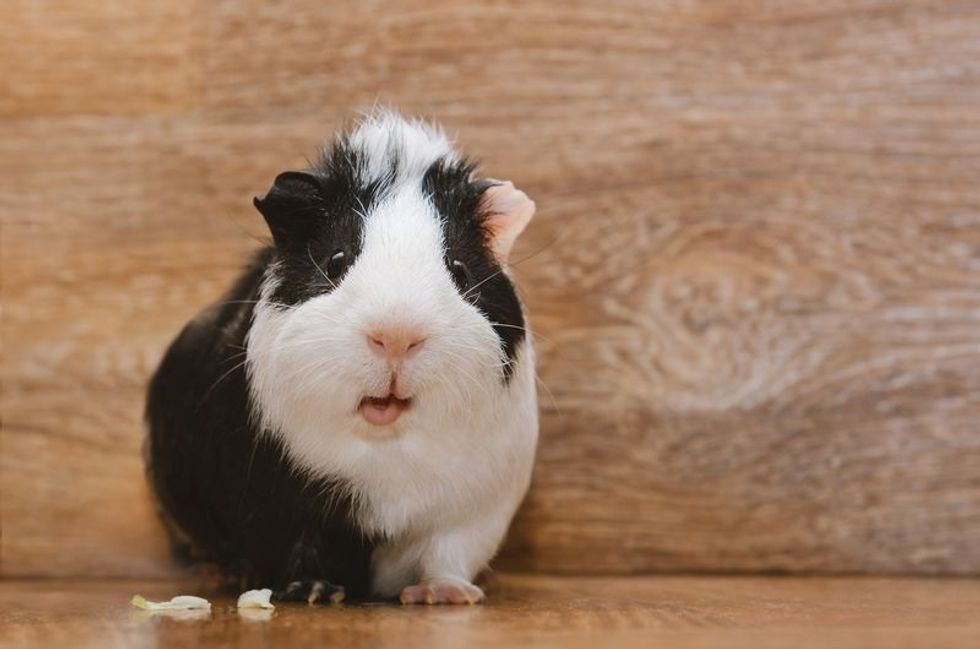Guinea Pig Popcorning: What Does It Mean And Why Do They Do It? | Kidadl