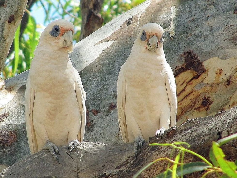 Fun Little Corella Facts For Kids | Kidadl