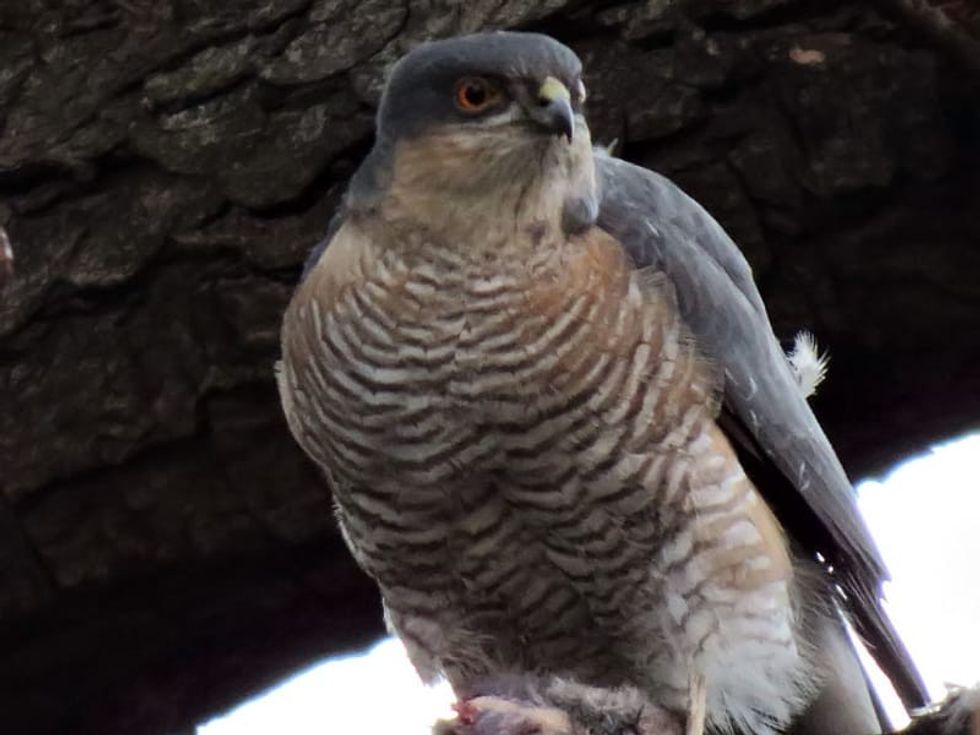 Fun Little Sparrowhawk Facts For Kids | Kidadl