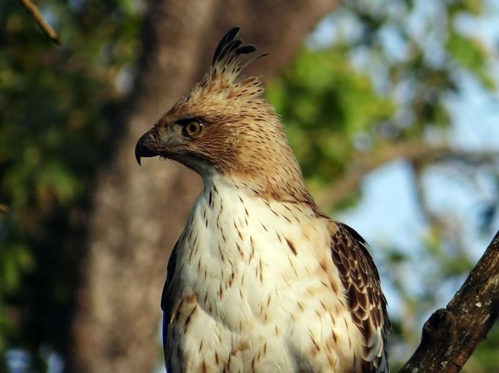 Fun Crested Eagle Facts For Kids | Kidadl