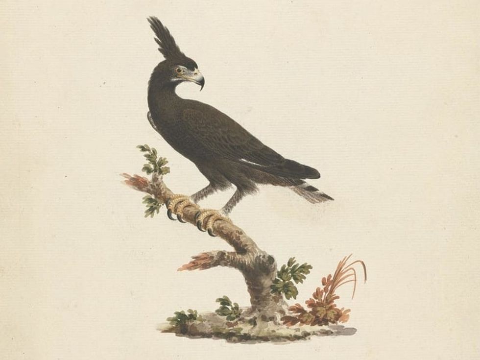 Fun Long-crested Eagle Facts For Kids | Kidadl