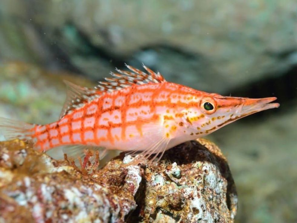 Fun Longnose Hawkfish Facts For Kids | Kidadl