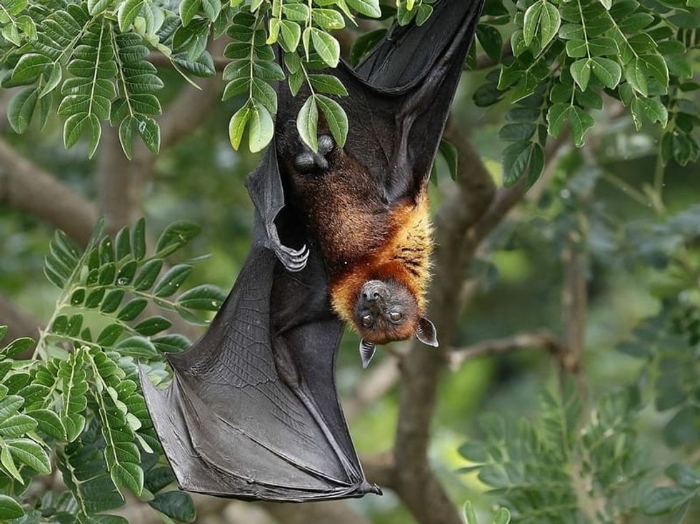 Fun Guam Flying Fox Facts For Kids | Kidadl