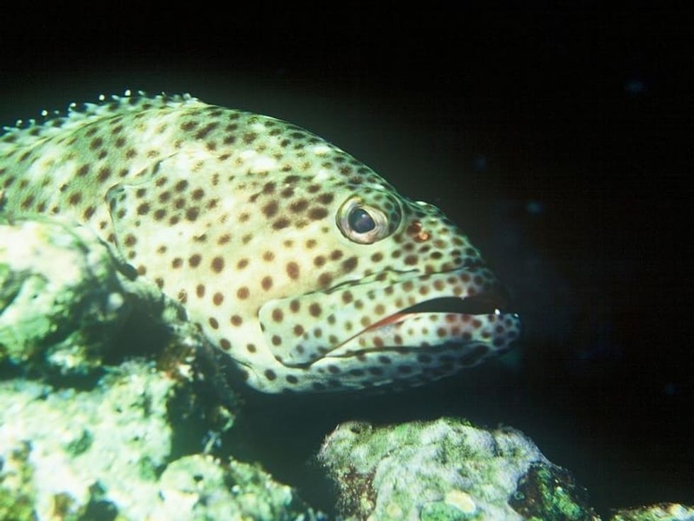 Fun Malabar Grouper Facts For Kids | Kidadl