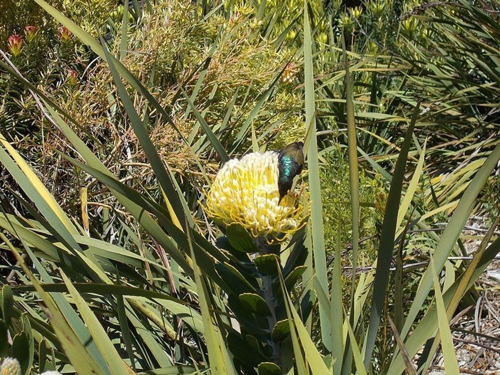 Fun Collared Sunbird Facts For Kids | Kidadl