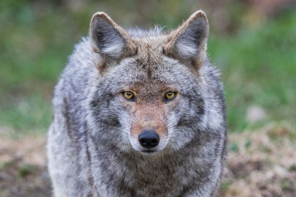 Do Coyotes Bark? Learn About The Sounds They Make | Kidadl