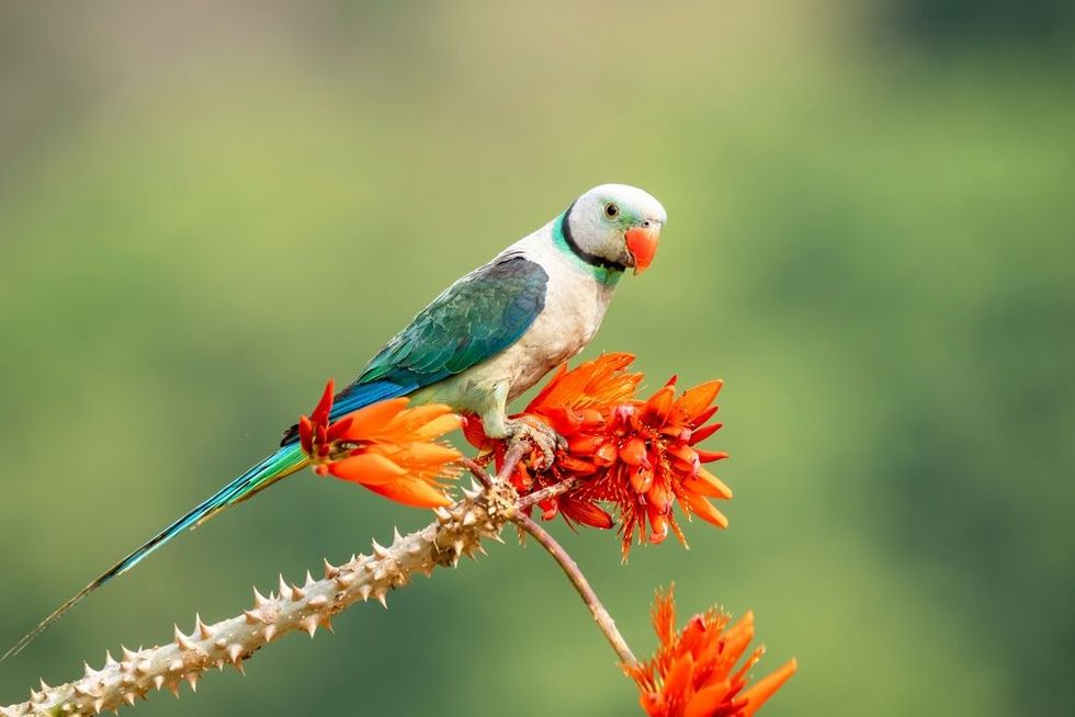 Fancy Parakeet: What Do They Look Like And Should You Get One? | Kidadl