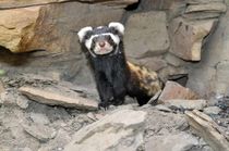 Fun Marbled Polecat Facts For Kids | Kidadl