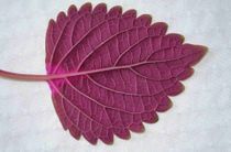 What Colors Make Maroon? Step By Step Color Mixing Guide For kids | Kidadl