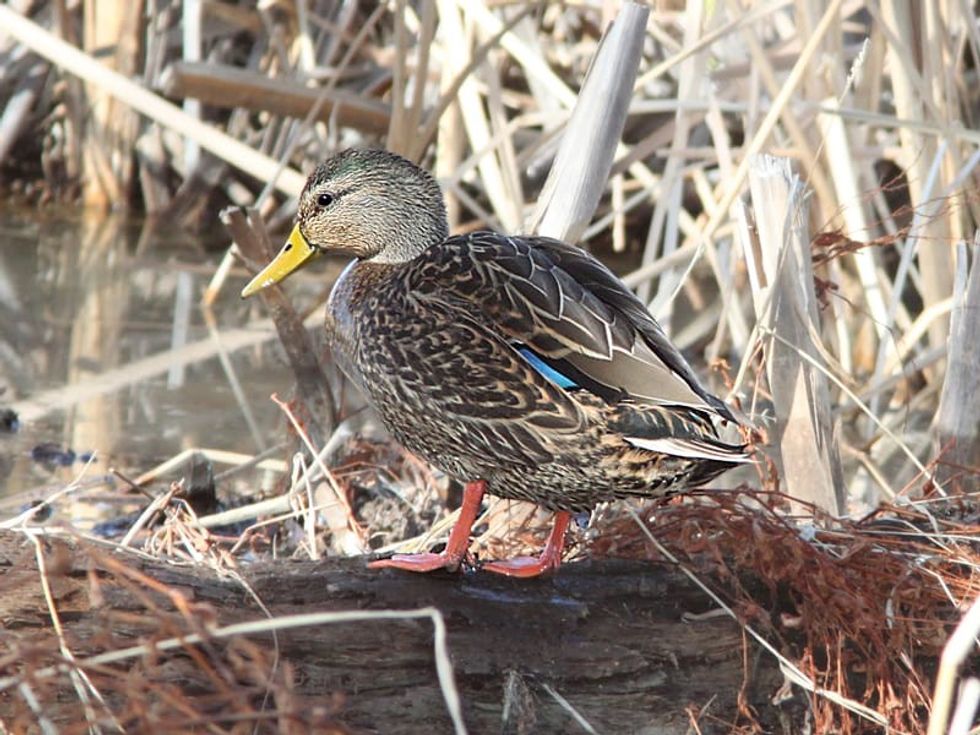 Fun Mexican Duck Facts For Kids | Kidadl