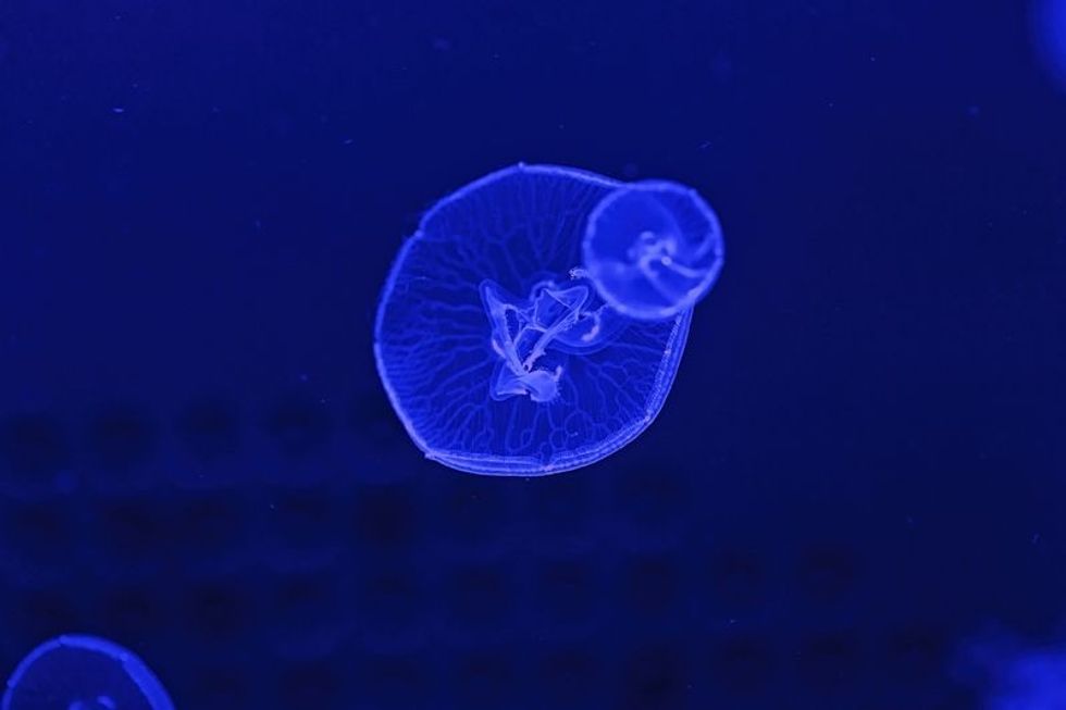 Do Moon Jellyfish Sting? Here's What You Need To Do If You Got Bitten ...