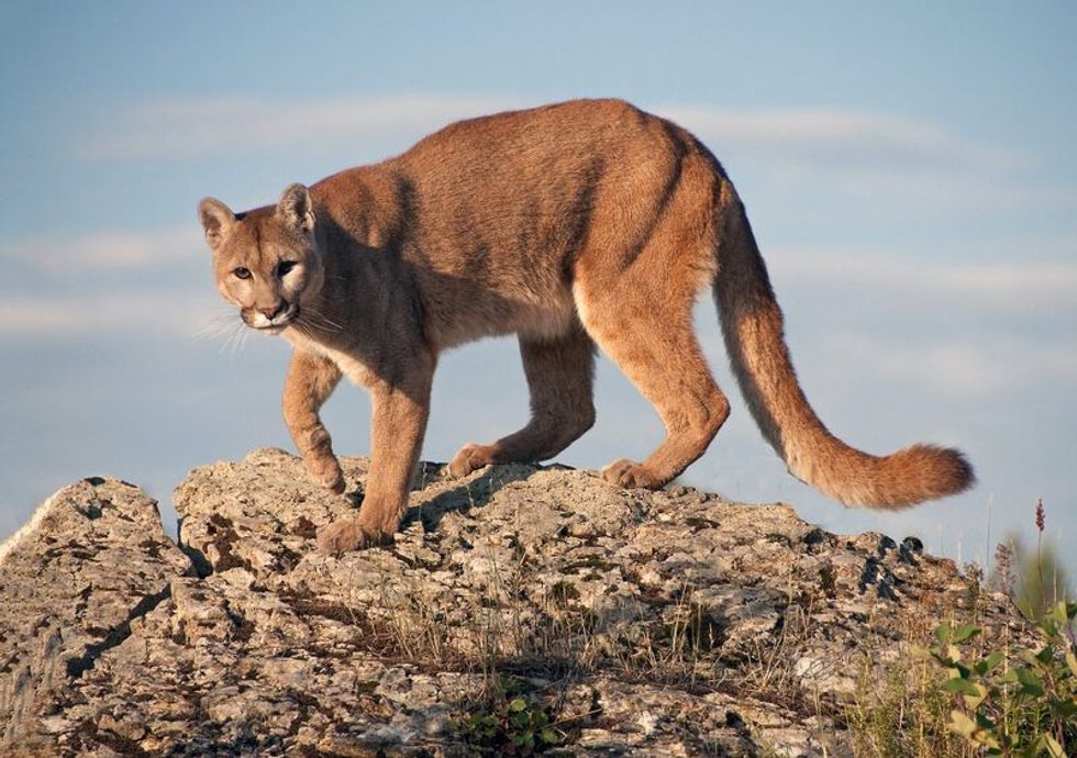 What Does A Mountain Lion Sound Like? Identification Guide | Kidadl