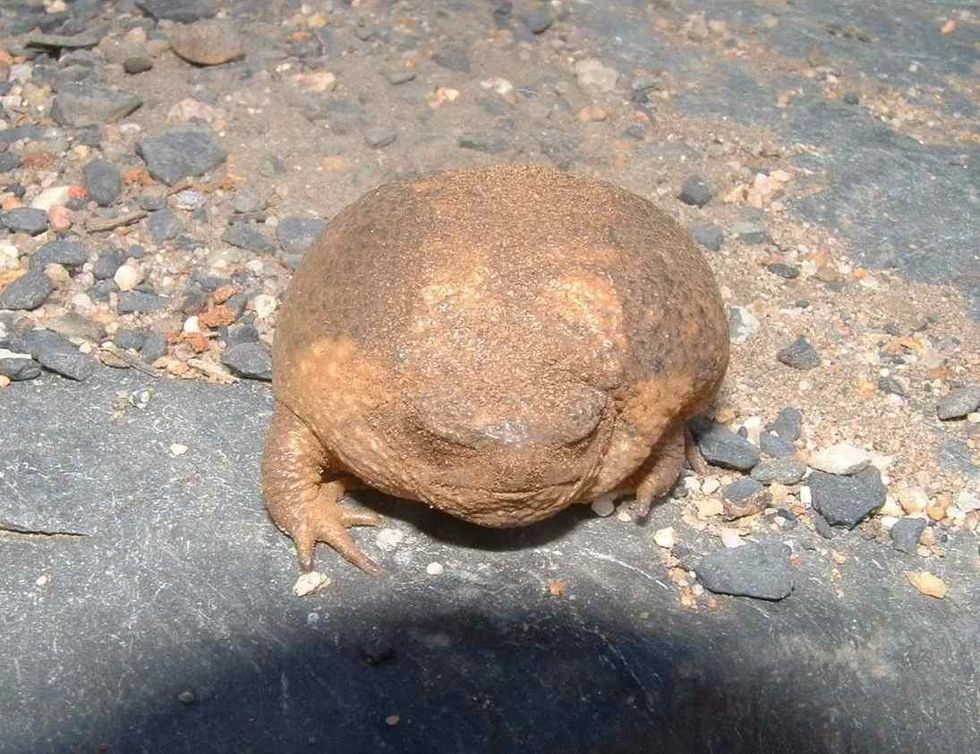 Fun Namaqua Rain Frog Facts For Kids | Kidadl