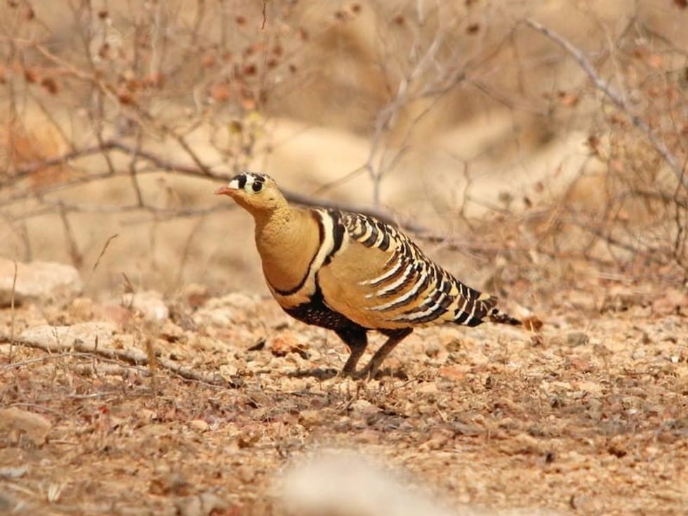 Fun Namaqua Sandgrouse Facts For Kids | Kidadl