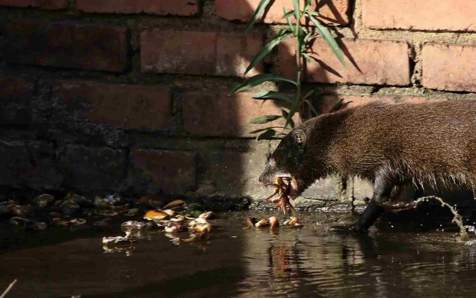 Fun Marsh Mongoose Facts For Kids | Kidadl