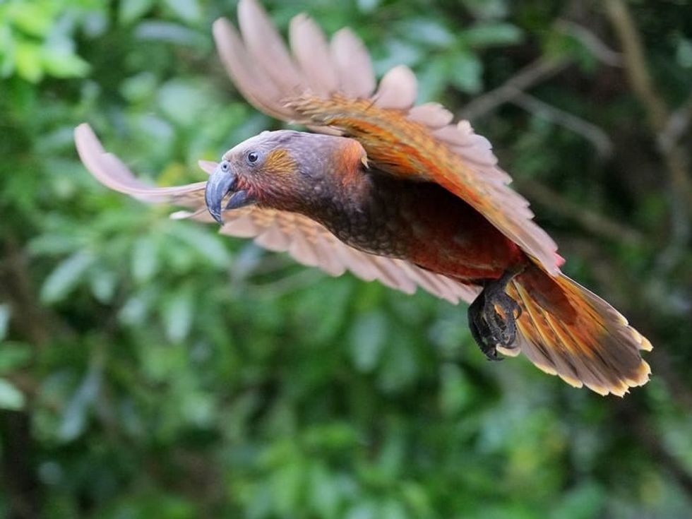 Fun New Zealand Kaka Facts For Kids | Kidadl