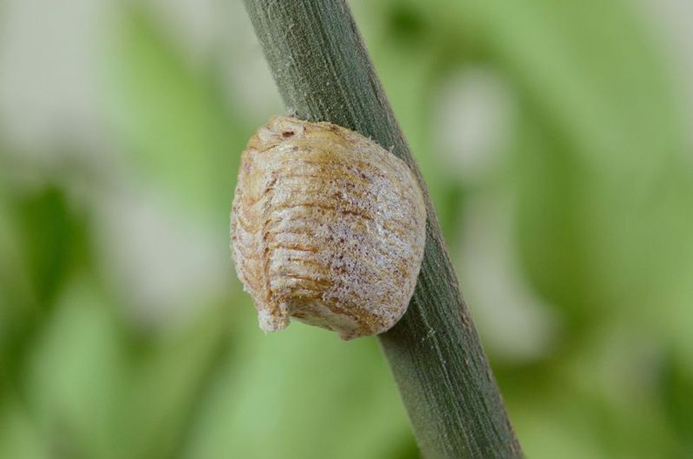 Praying Mantis Egg Sac: What Should You Do If You See One? | Kidadl