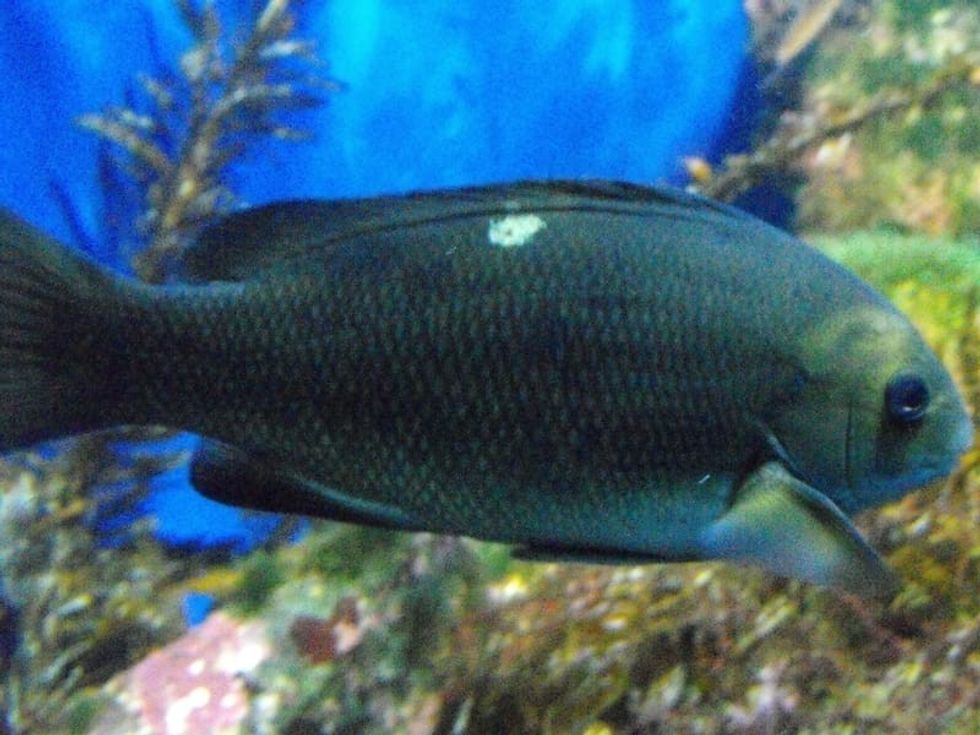 Fun Opal Eye Fish Facts For Kids | Kidadl