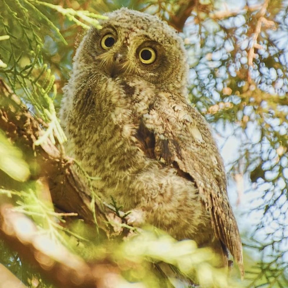 Fun Oriental Scops Owl Facts For Kids | Kidadl