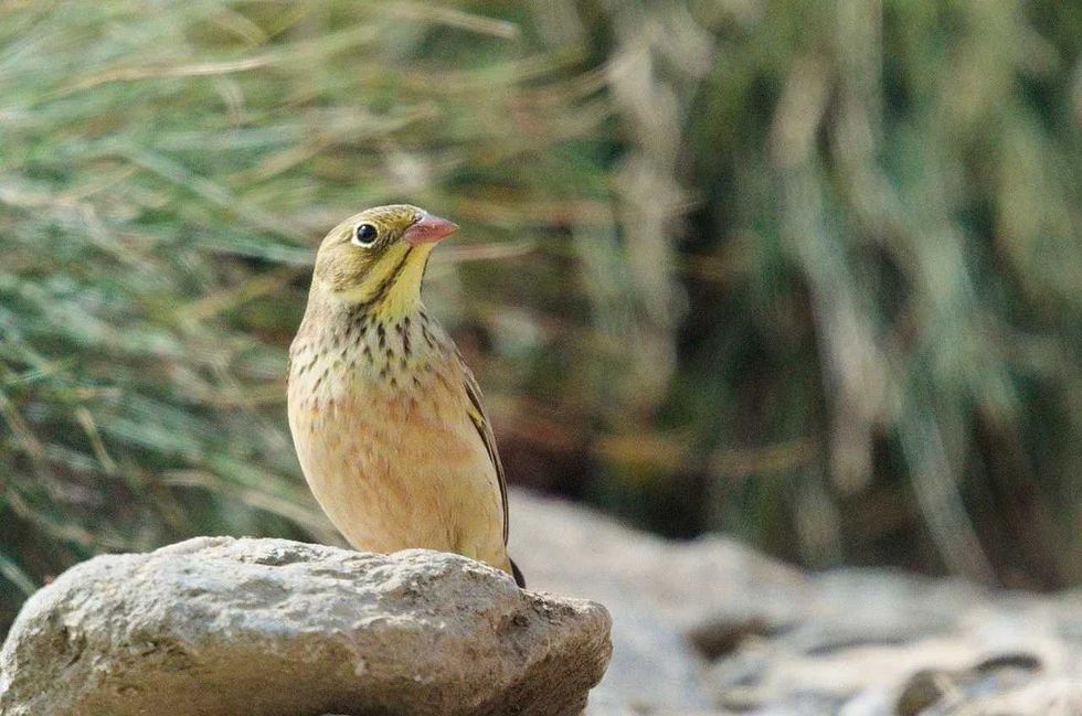 Fun Ortolans Facts For Kids | Kidadl