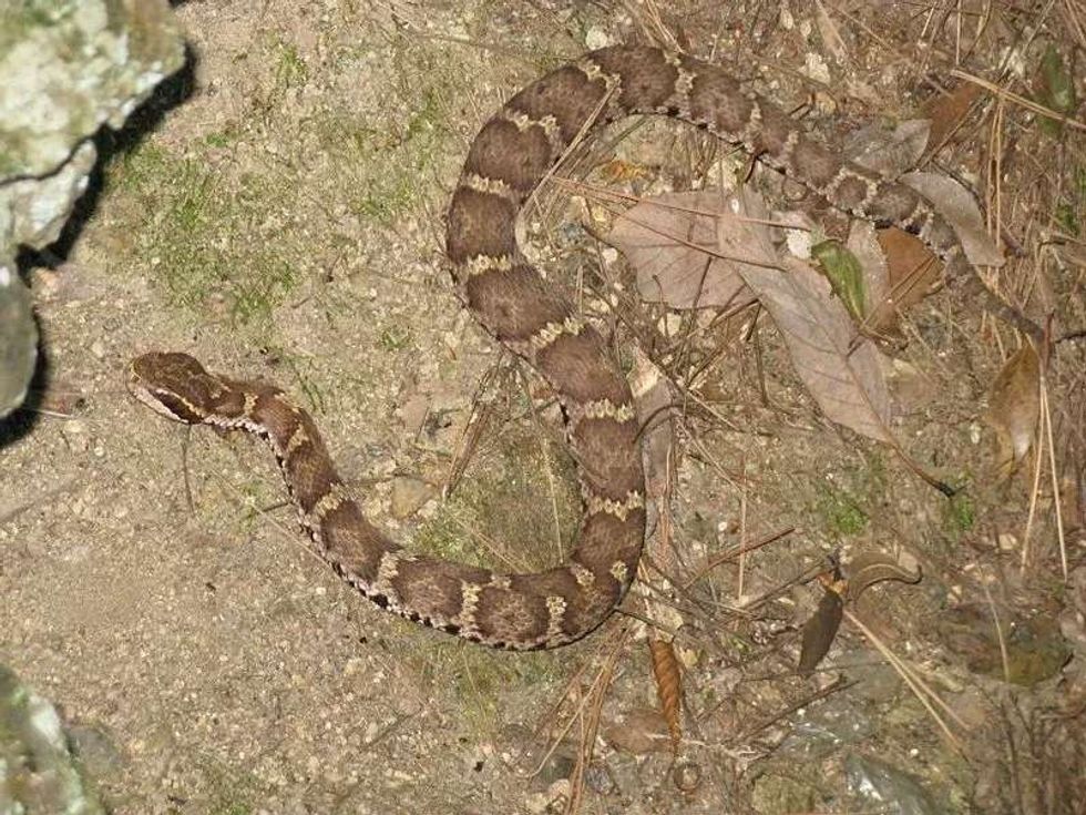 Fun Japanese Pit Viper Facts For Kids | Kidadl