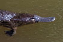 Platypus Poison Claws? Explore Facts On Their Curious Venom Glands ...