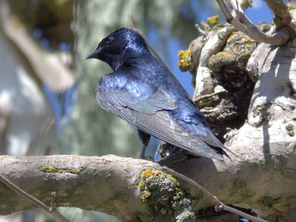 Fun Purple Martin Facts For Kids | Kidadl