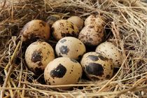 Quail Nest: Everything You Need To Know About Their Nesting Behavior ...