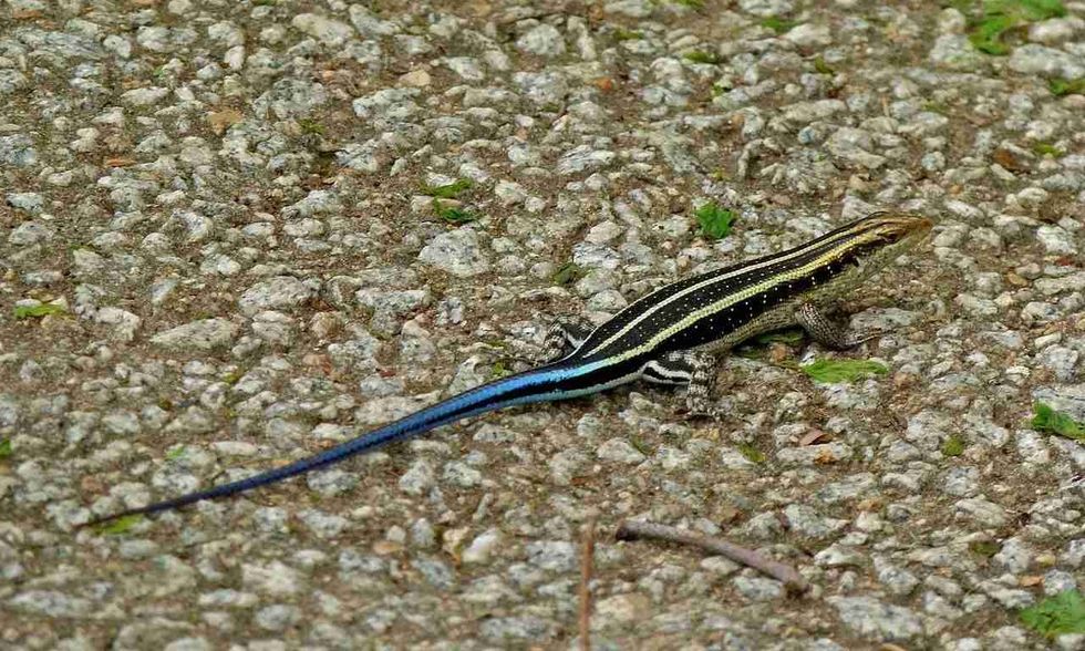 Fun Rainbow Skink Facts For Kids | Kidadl