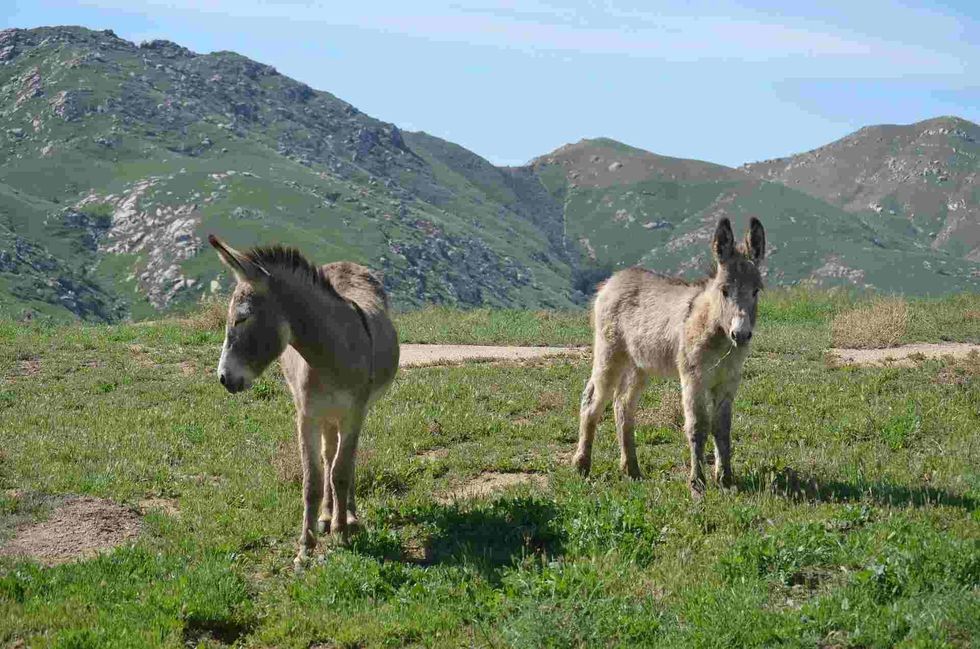 Burro Vs Donkey: Difference Between Domesticated Donkeys Revealed! | Kidadl