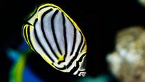 Fun Scrawled Butterflyfish Facts For Kids | Kidadl
