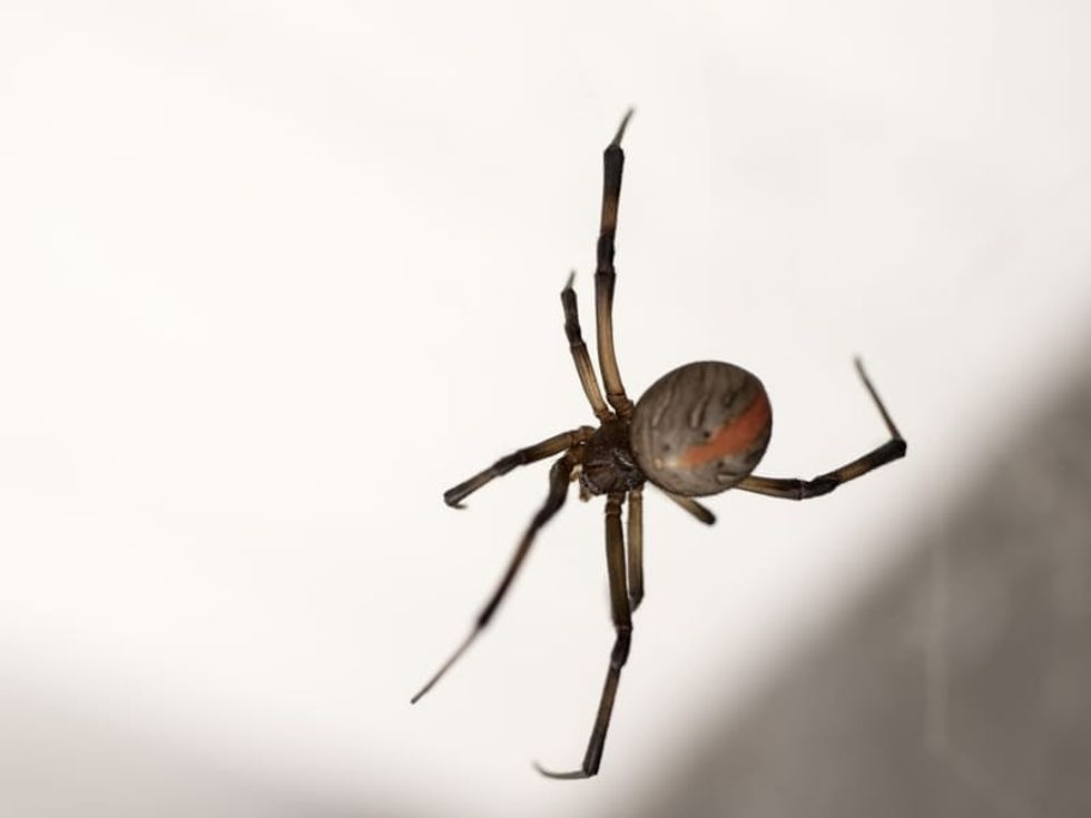 Fun Red And Black Spider Facts For Kids | Kidadl