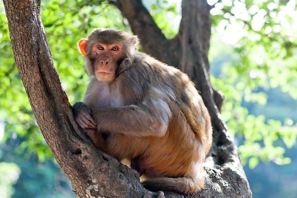 Top 40 Marvellous Monkey Names | Kidadl