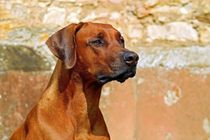 Fun Rhodesian Ridgeback Facts For Kids | Kidadl