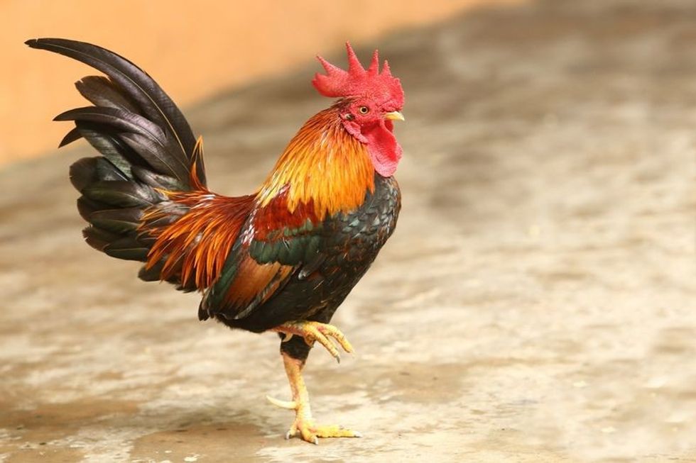 How Many Roosters Per Hen? Perfect Ratio You Should Know | Kidadl