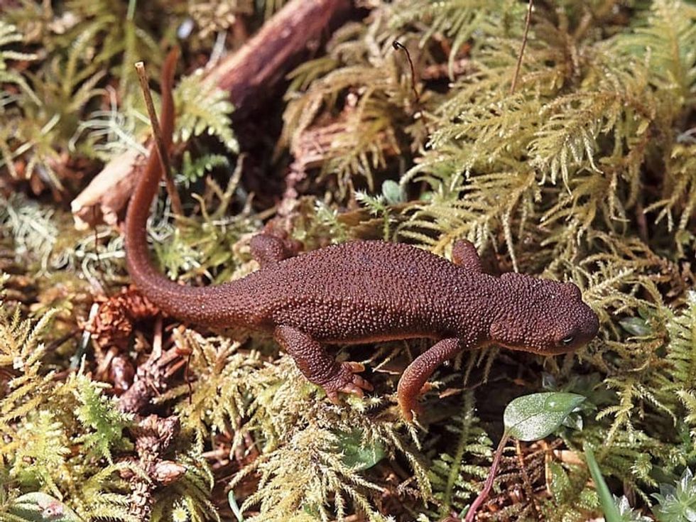 Fun Newt Facts For Kids | Kidadl