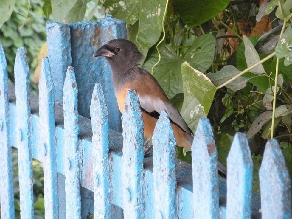 Fun Rufous Treepie Facts For Kids | Kidadl
