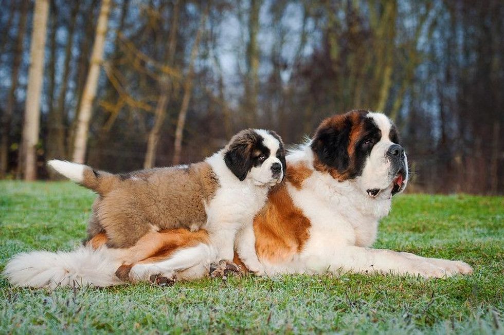150 Best Saint Bernard Names For Your Gentle Giant Kidadl 150-best-saint-bernard-names-for-your-gentle-giant-kidadl