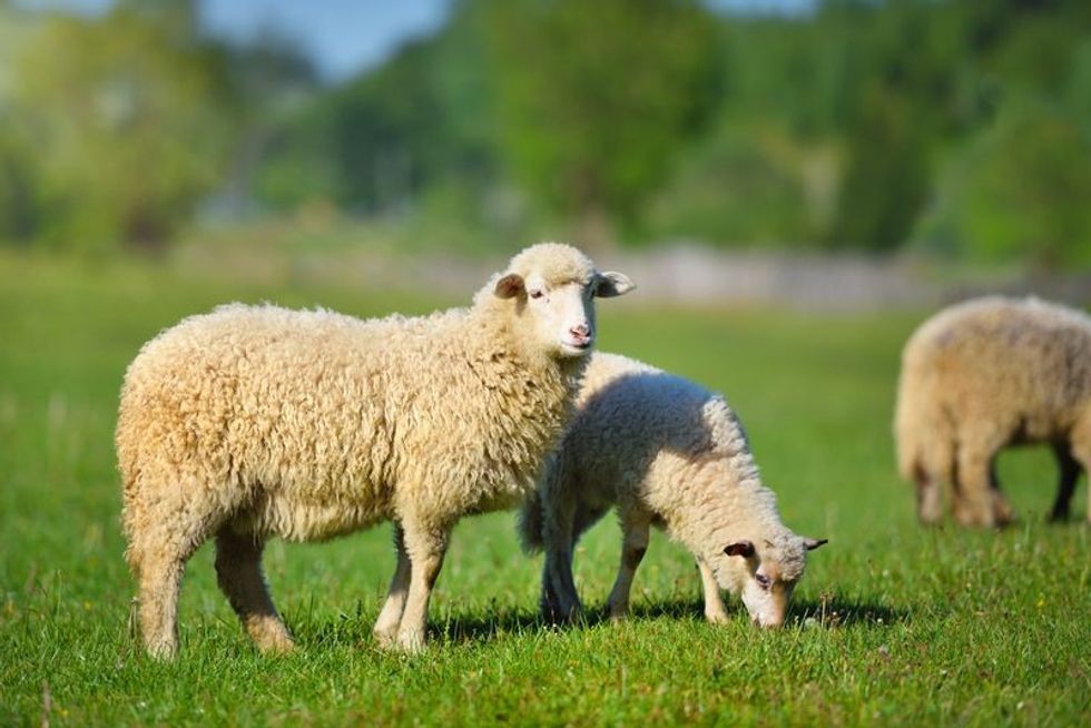 Goat Vs Sheep. How To Spot The Difference? | Kidadl