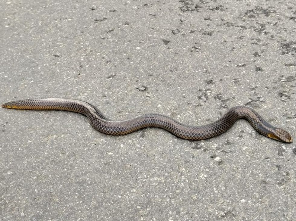 Fun Short-tailed Snake Facts For Kids | Kidadl