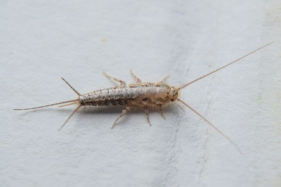 What Do Silverfish Eat? Here's How To Prevent Damage | Kidadl