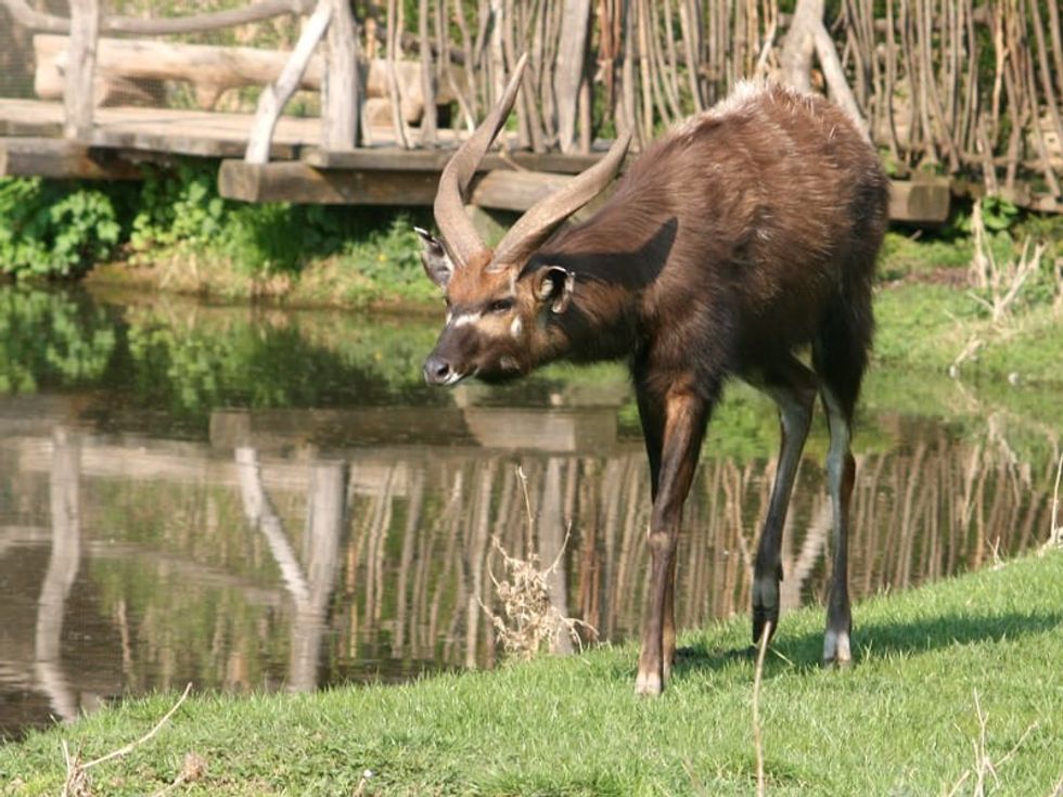 Fun Sitatunga Facts For Kids | Kidadl