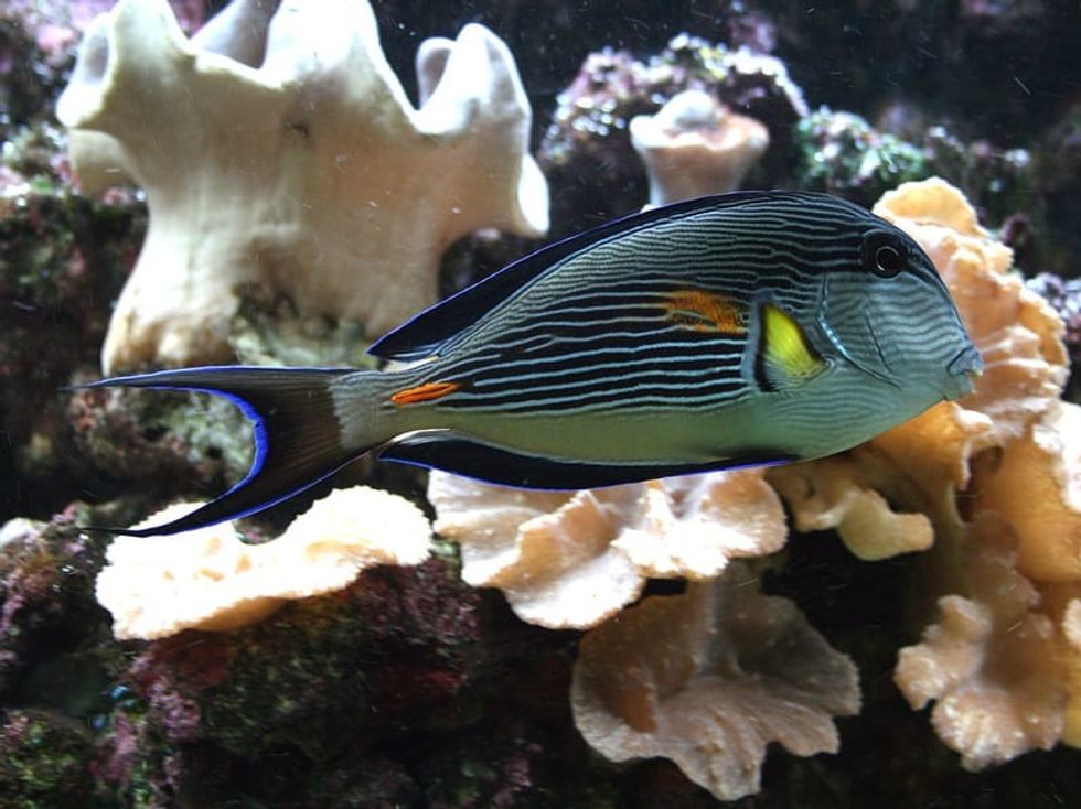 Fun Brown Surgeonfish Facts For Kids | Kidadl