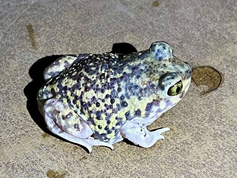 Fun Sonoran Green Toad Facts For Kids | Kidadl