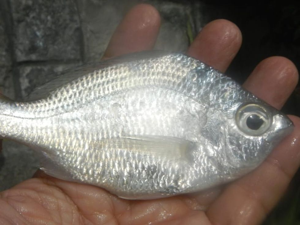 Fun Spot-fin Mojarra Facts For Kids | Kidadl