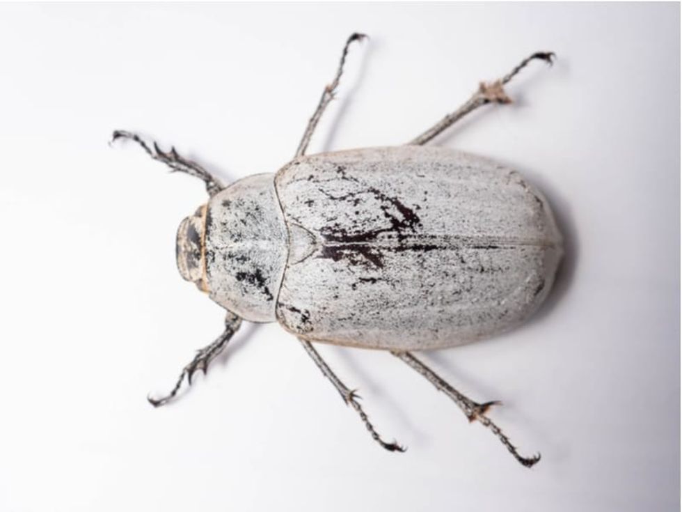Fun Cane Beetle Facts For Kids | Kidadl