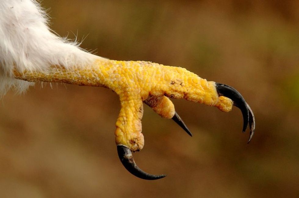Bird Talons: Completely 'Claw'some Facts Everyone Should Know! | Kidadl