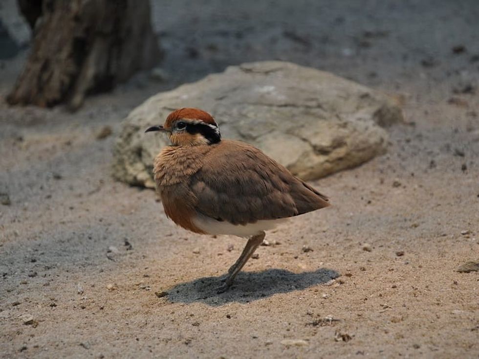 Fun Jerdon's Courser Facts For Kids | Kidadl