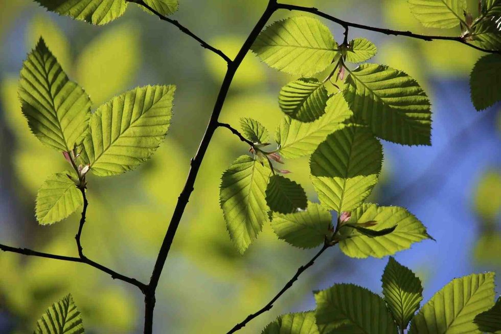 17 American Beech Tree Facts: A Vital Tree For Wildlife! | Kidadl